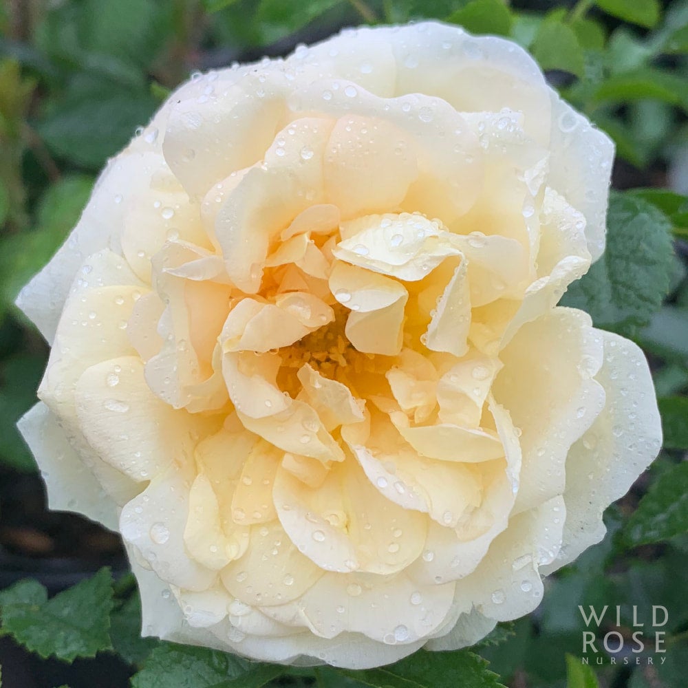 Agnes | Wild Rose Nursery