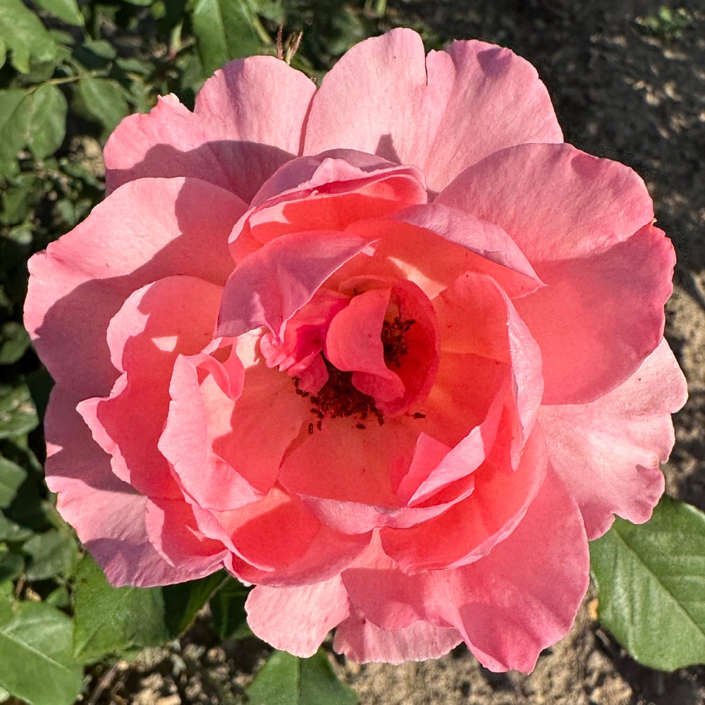 Joyce Edmonds | Wild Rose Nursery