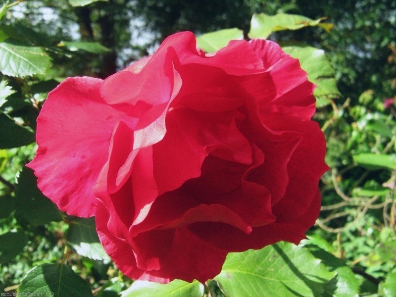 Editor Stewart rose | Wild Rose Nursery