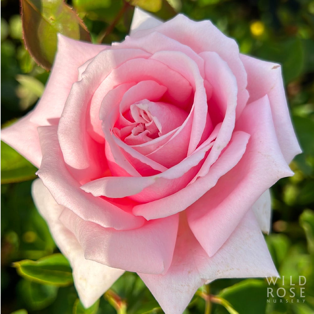 The Children's Rose | Wild Rose Nursery