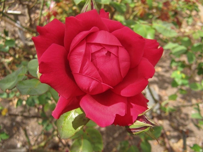 Herbert Brunning | Wild Rose Nursery