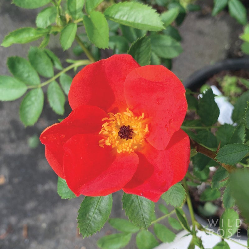 R. foetida bicolour AKA Austrian Copper | Wild Rose Nursery