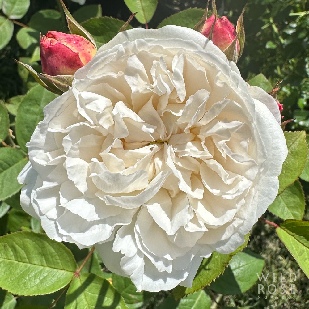 Winchester Cathedral | Wild Rose Nursery