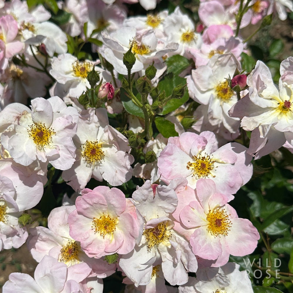 Escapade | Wild Rose Nursery