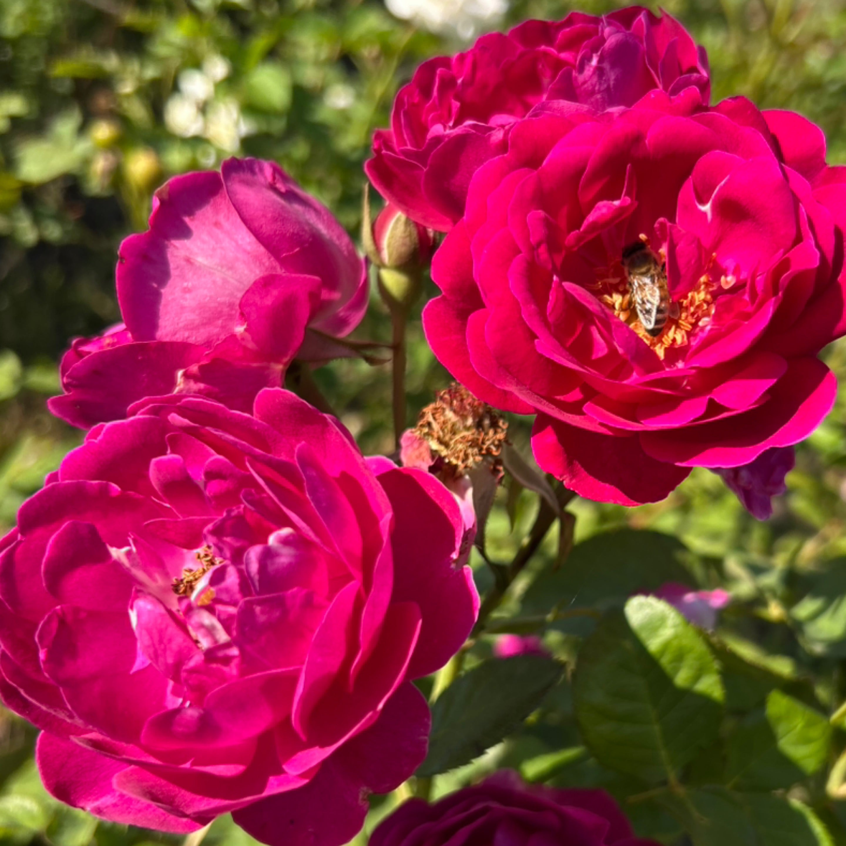 Dr Hog | Wild Rose Nursery