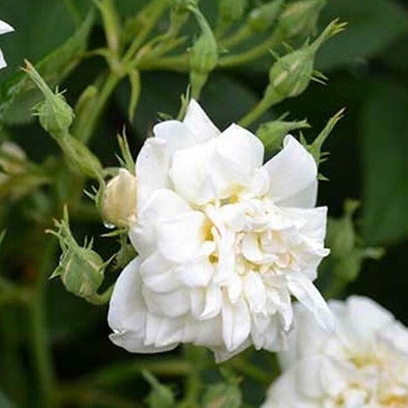 R. moschata semi-plena AKA 'Semi-Double Musk' | Wild Rose Nursery
