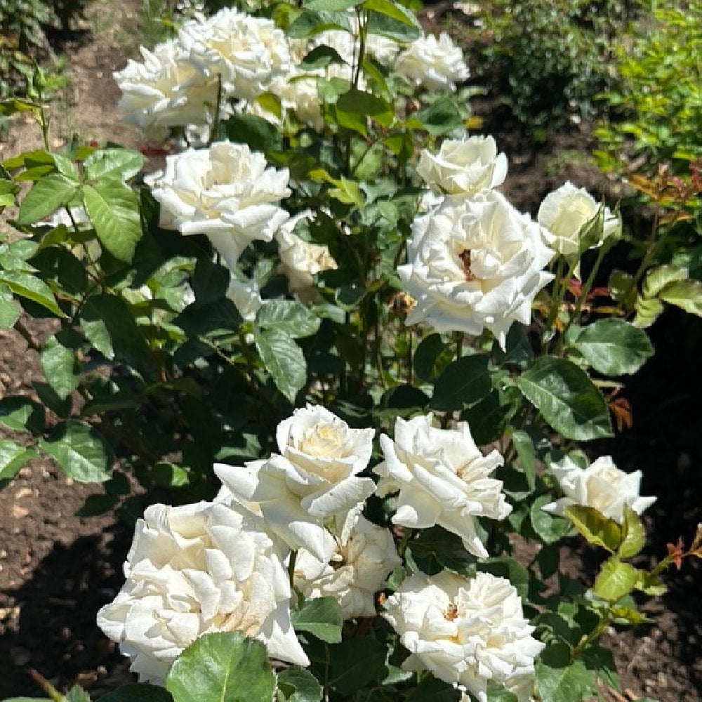 Pascali | Wild Rose Nursery