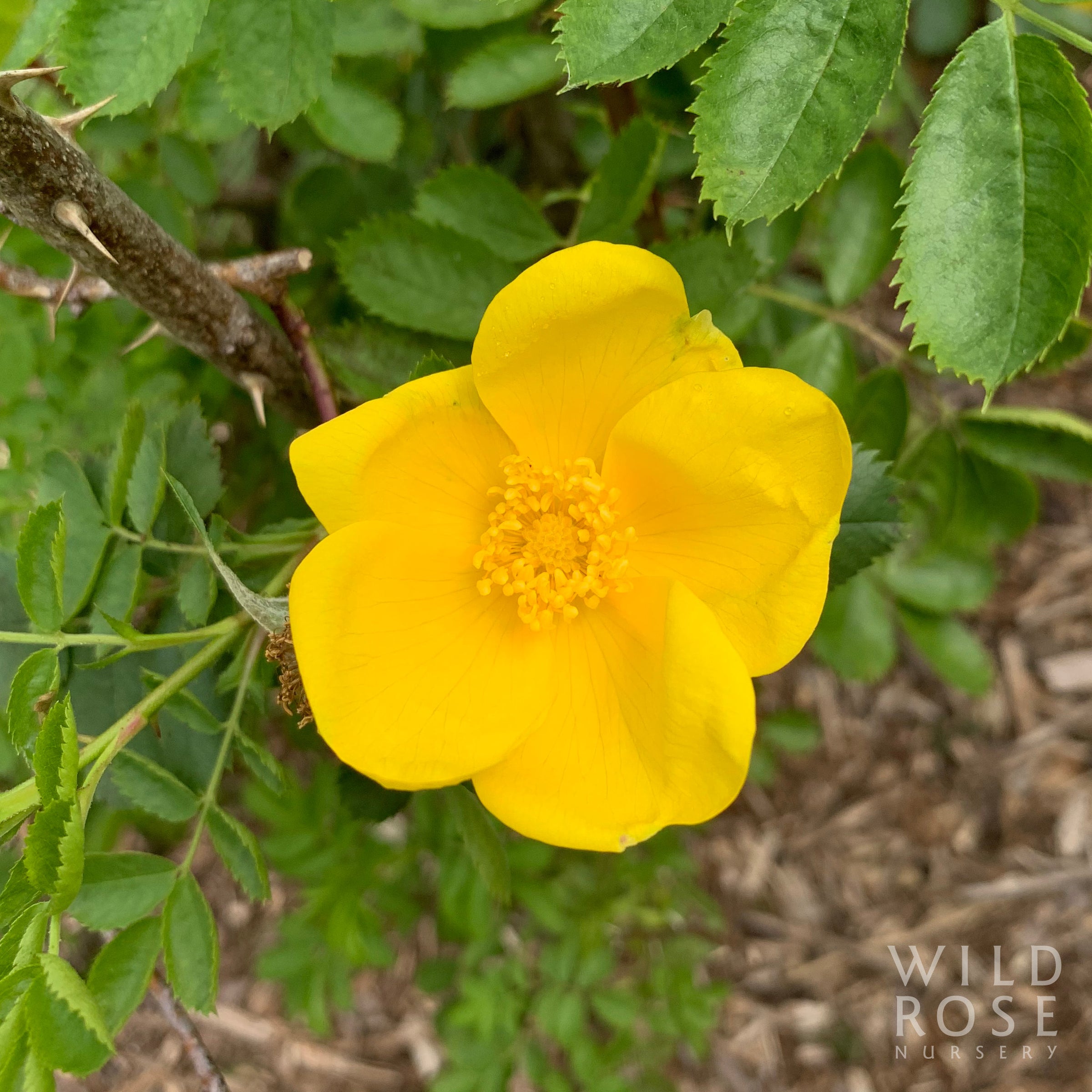 Wild Rose | Wild Rose Nursery