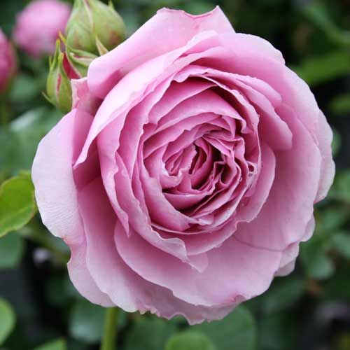 Lilac Rose - B SCHEDULED | Wild Rose Nursery