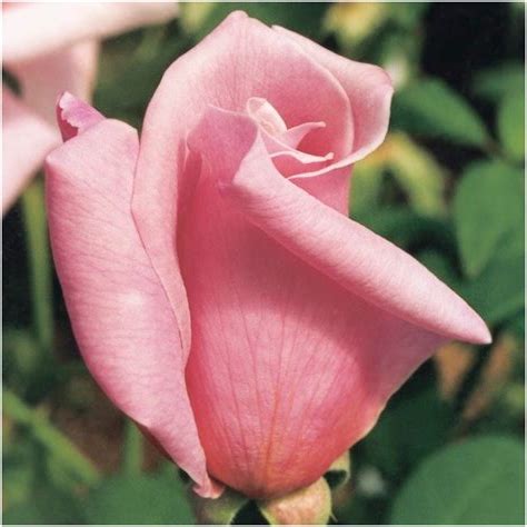 First Love | Wild Rose Nursery