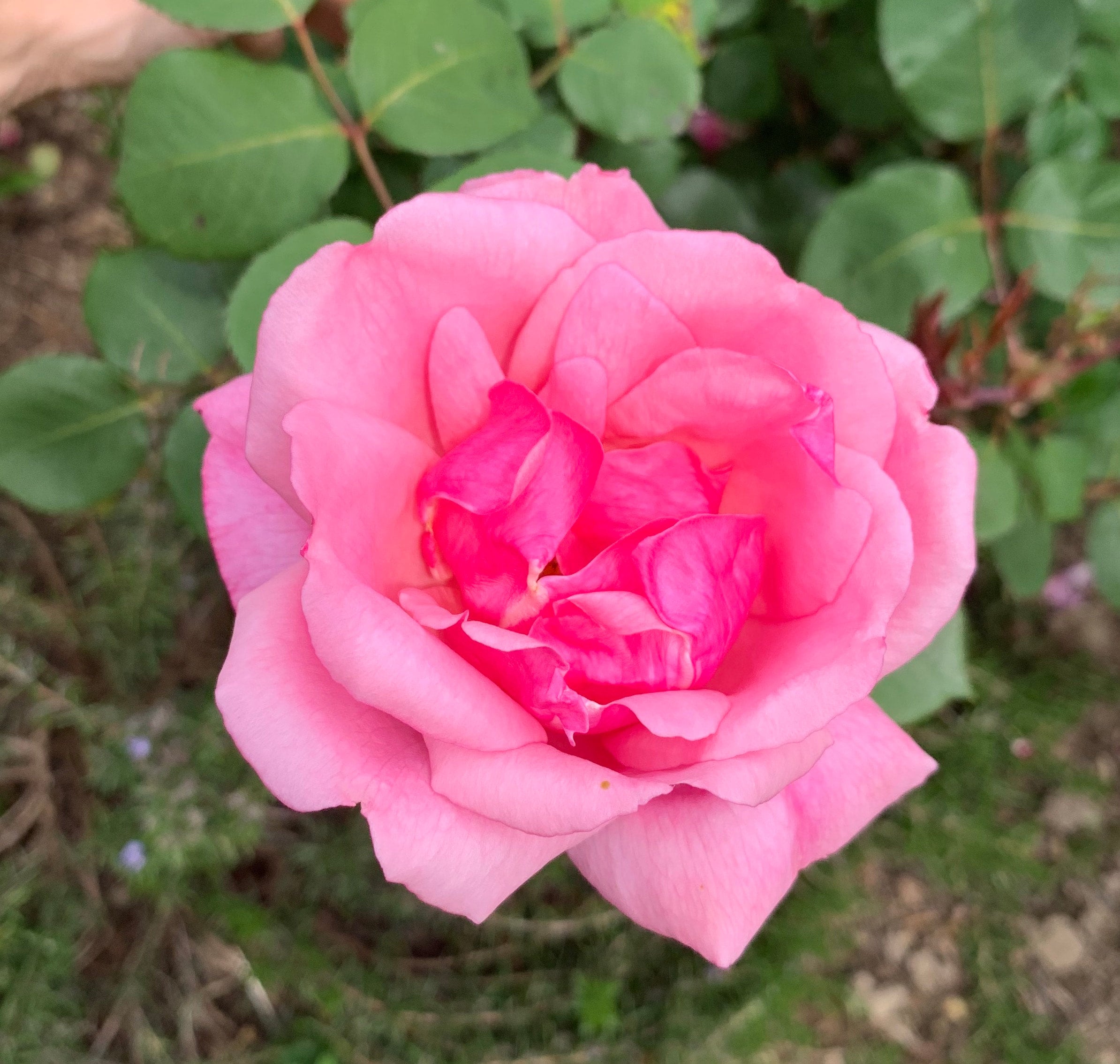 Radiance Wild Rose Nursery Radiance Wild Rose Nursery