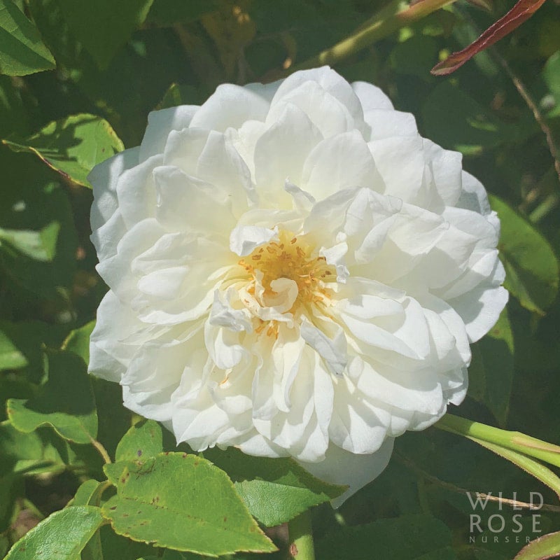Alister Stella Gray | Wild Rose Nursery