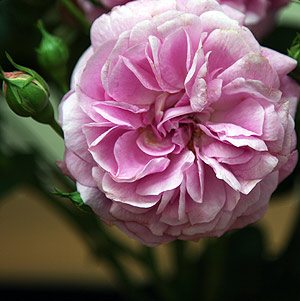 Lavender Lassie | Wild Rose Nursery