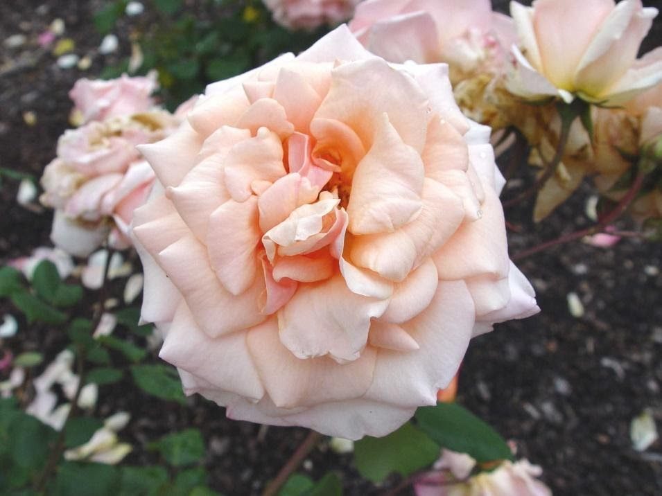 Sunlit | Wild Rose Nursery