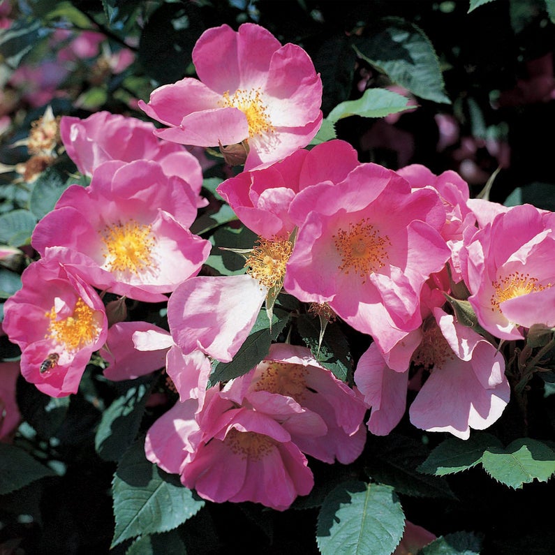 R. gallica 'Complicata' | Wild Rose Nursery