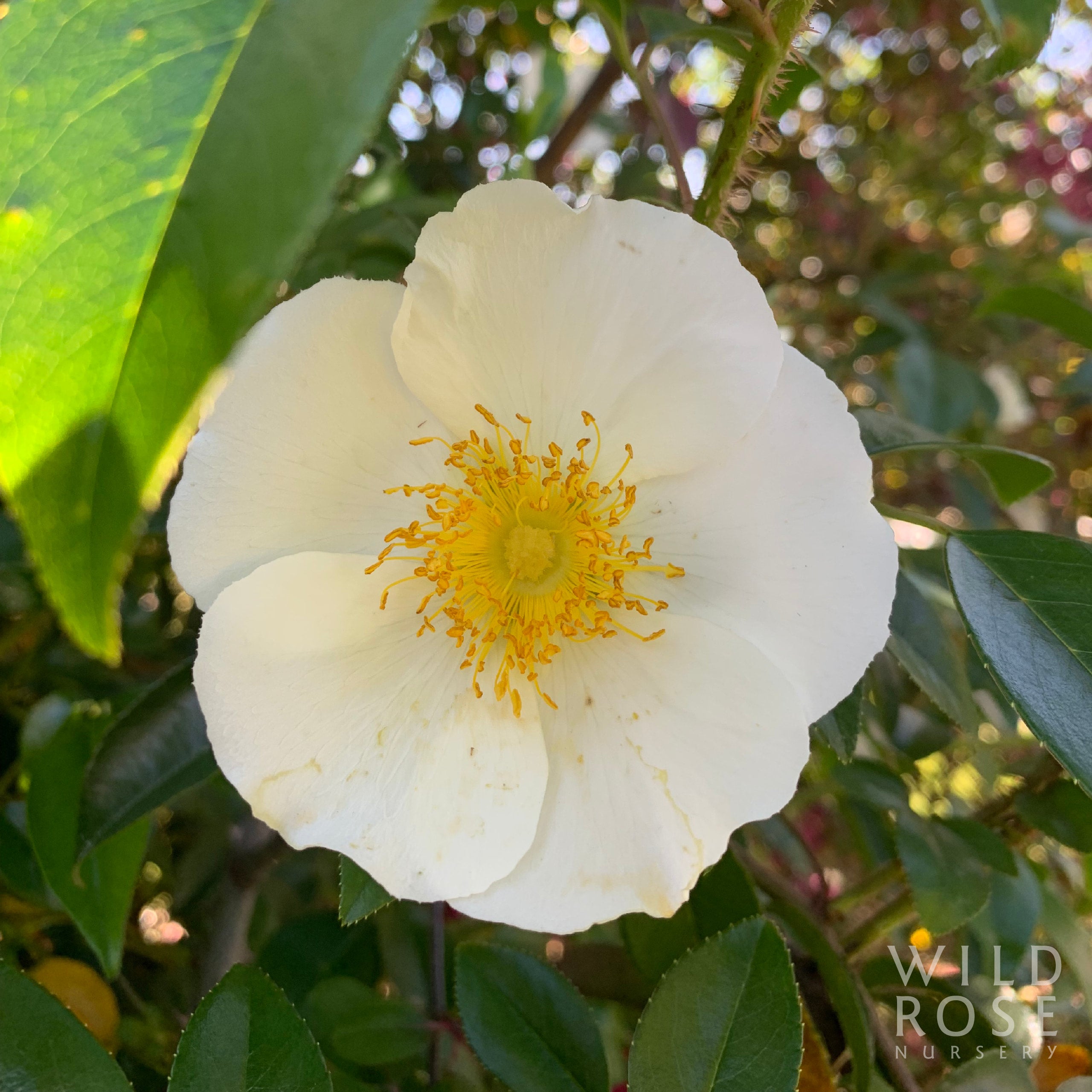 R. laevigata AKA Cherokee Rose | Wild Rose Nursery