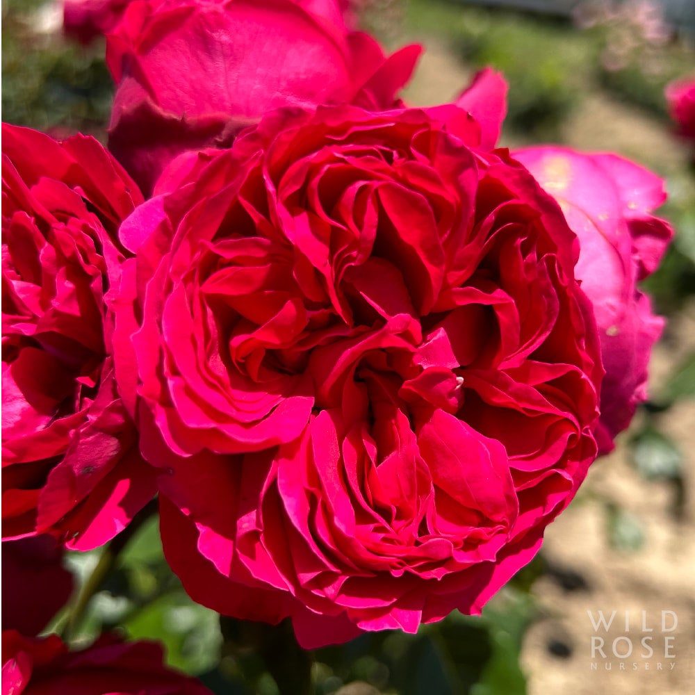 Red Pierre de Ronsard | Wild Rose Nursery