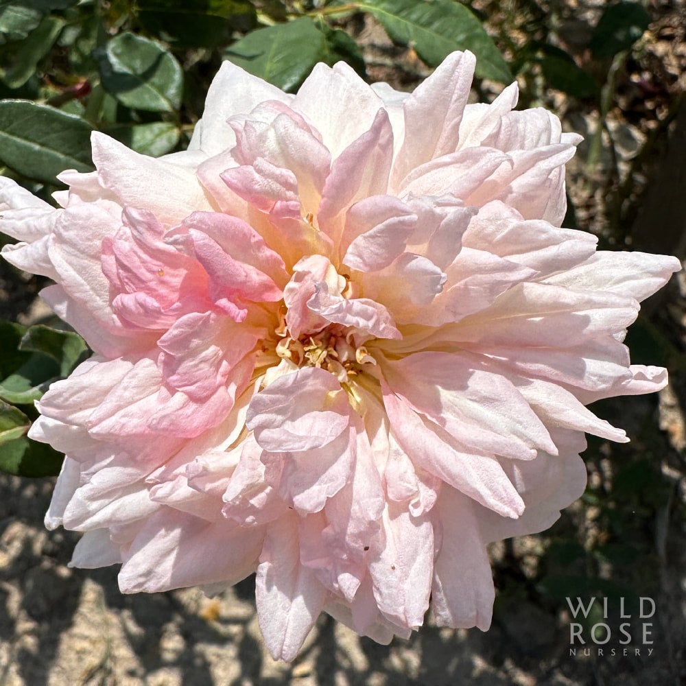 Octavus Weld | Wild Rose Nursery